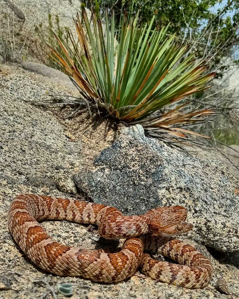 California Lyresnake from San Diego County, CA, USA on March 10, 2024 ...