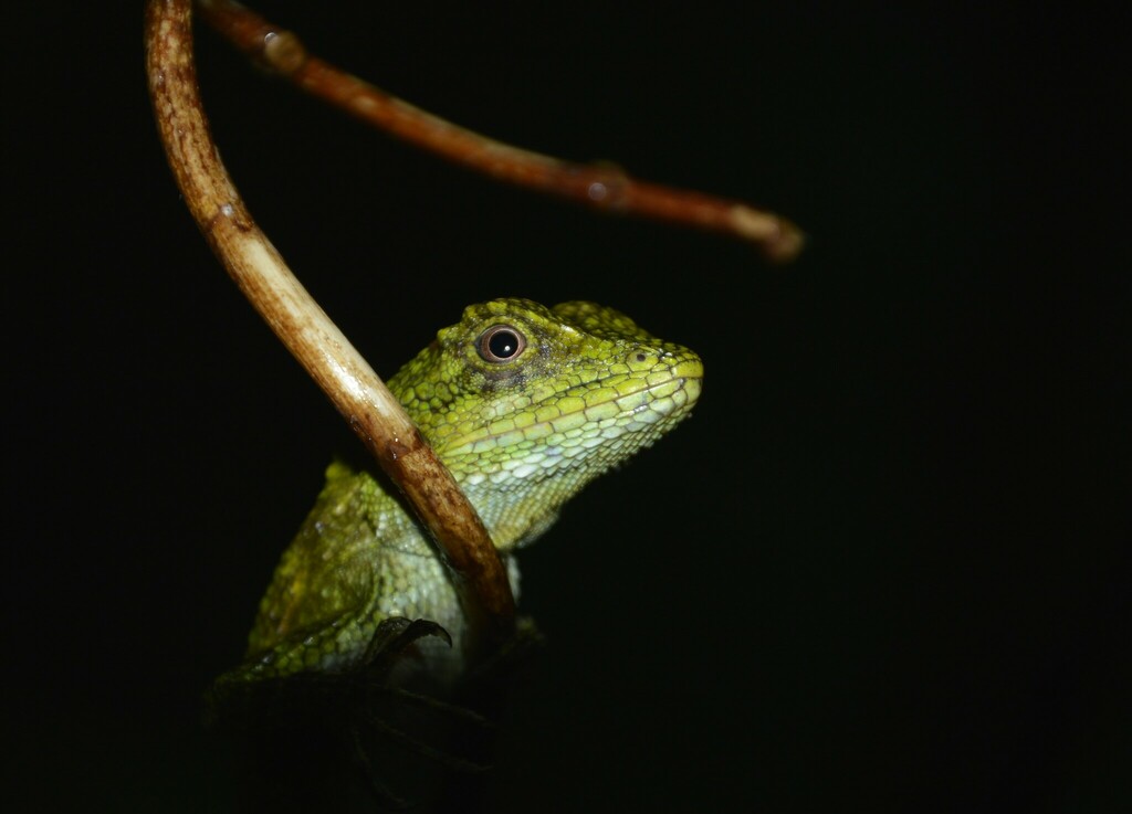 Diploderma polygonatum polygonatum in January 2025 by Kaila Wheatley ...