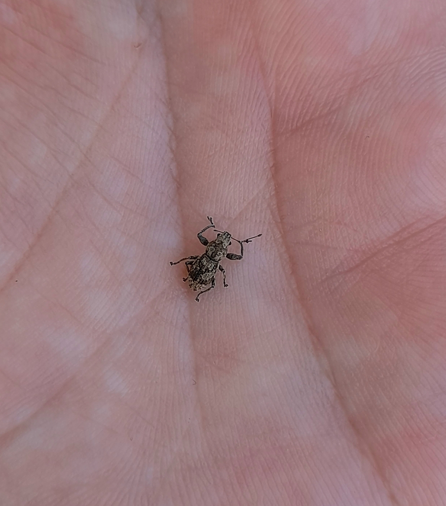 Pantomorus postfasciatus from Caima-, Barrio Caima, Santa Fe, Argentina ...