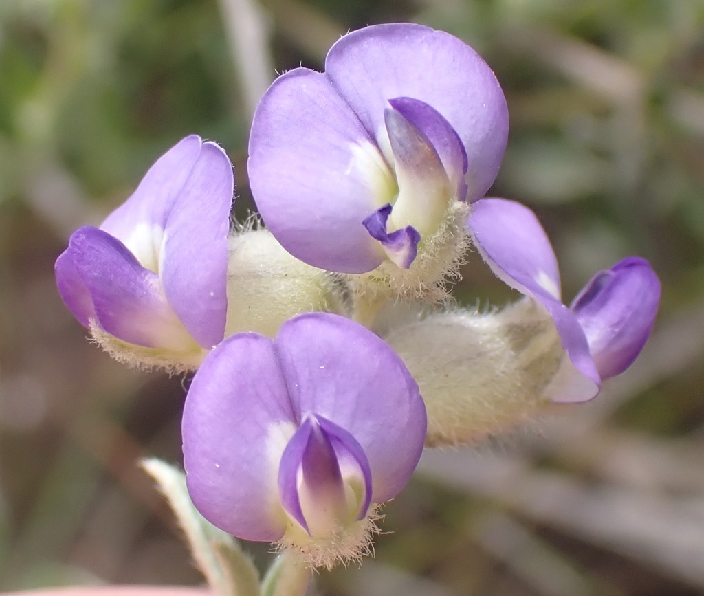 Lotononis lotononoides from Golden Gate Highlands National Park, South ...