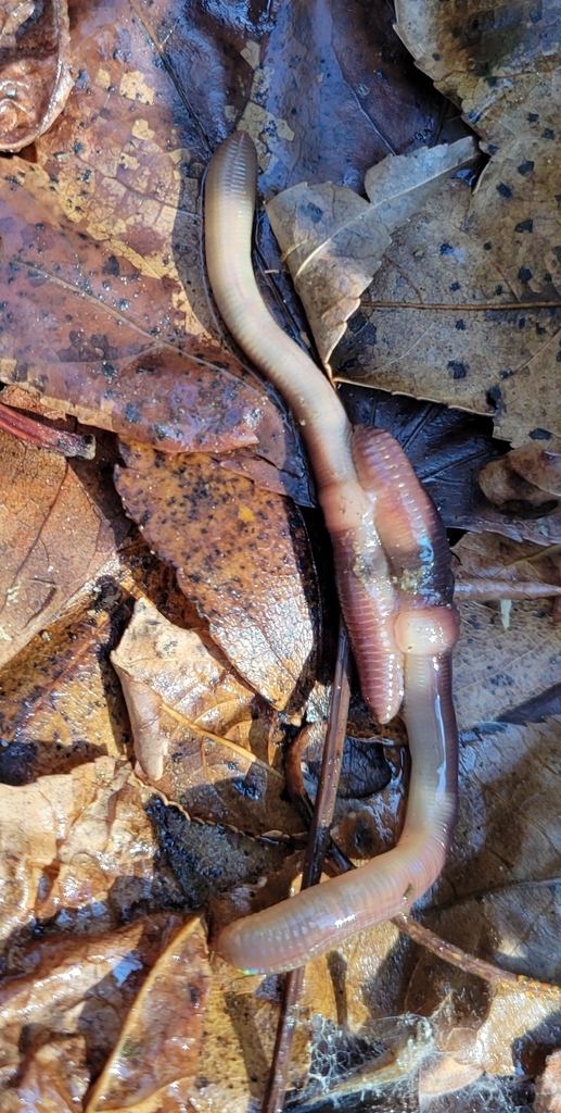Redhead Worm from Annapolis, MD 21409, USA on February 1, 2025 at 11:09 ...