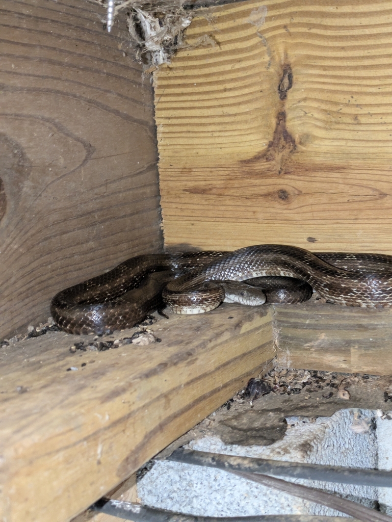 Gray Ratsnake from New Market, TN 37820, USA on February 1, 2025 at 12: ...