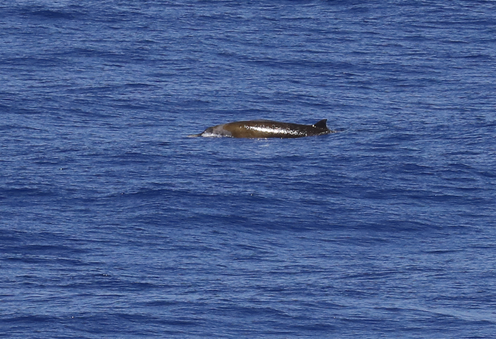 Strap-toothed Beaked Whale on 25 January, 2025 at 01:24 PM by Laura ...