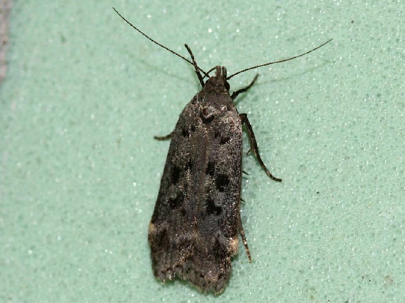 Dark-headed Aspen Leafroller Moth from Ward Pound Ridge - Pell Hill, Westchester County, NY, USA ...