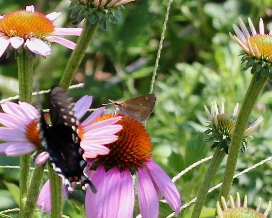 Broad-winged Skipper from Stone Harbor Bird Sanctuary, 11400 3rd Ave ...