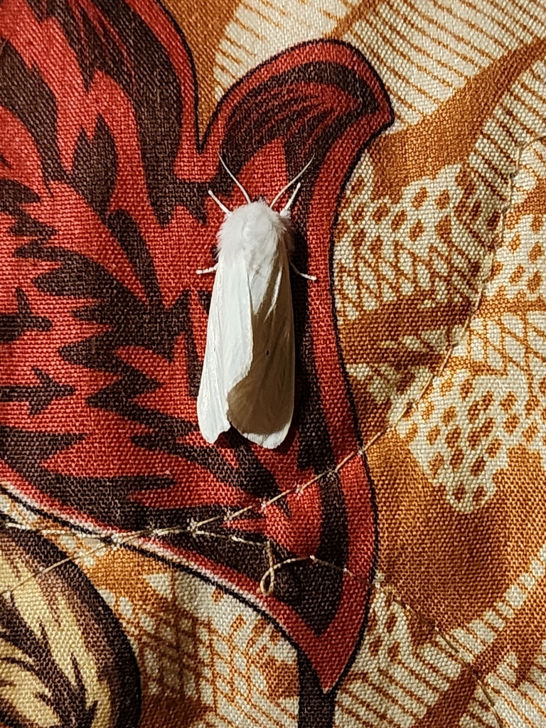 Underwing, Tiger, Tussock, and Allied Moths from Lincoln, NH 03251, USA ...