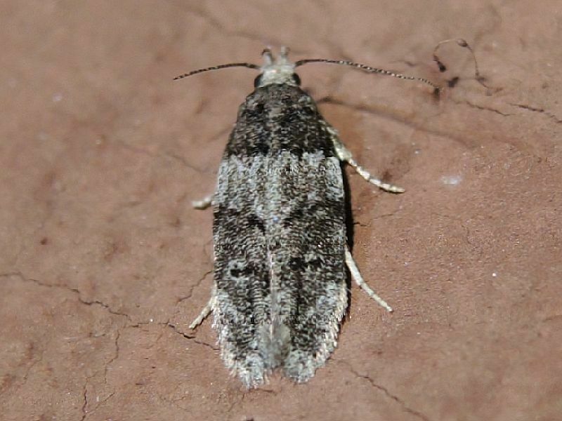 White-banded Pubitelphusa Moth from Ward Pound Ridge, Michigan Rd ...