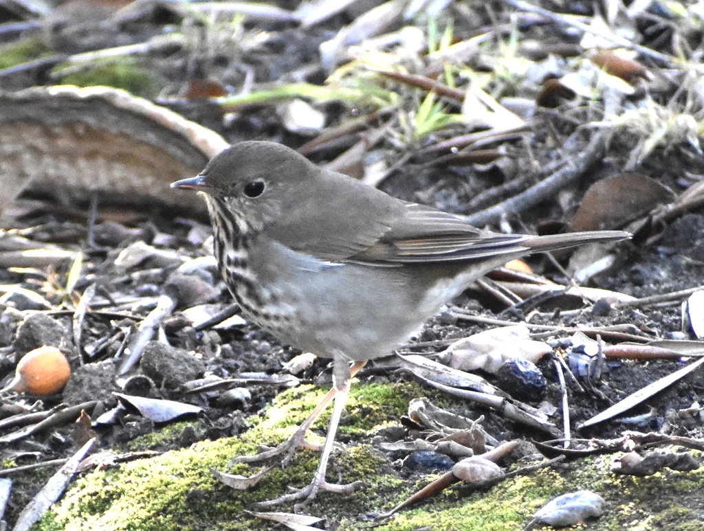 Hermit Thrush from The Arboretum Los Angeles County Arboretum & Botanic ...