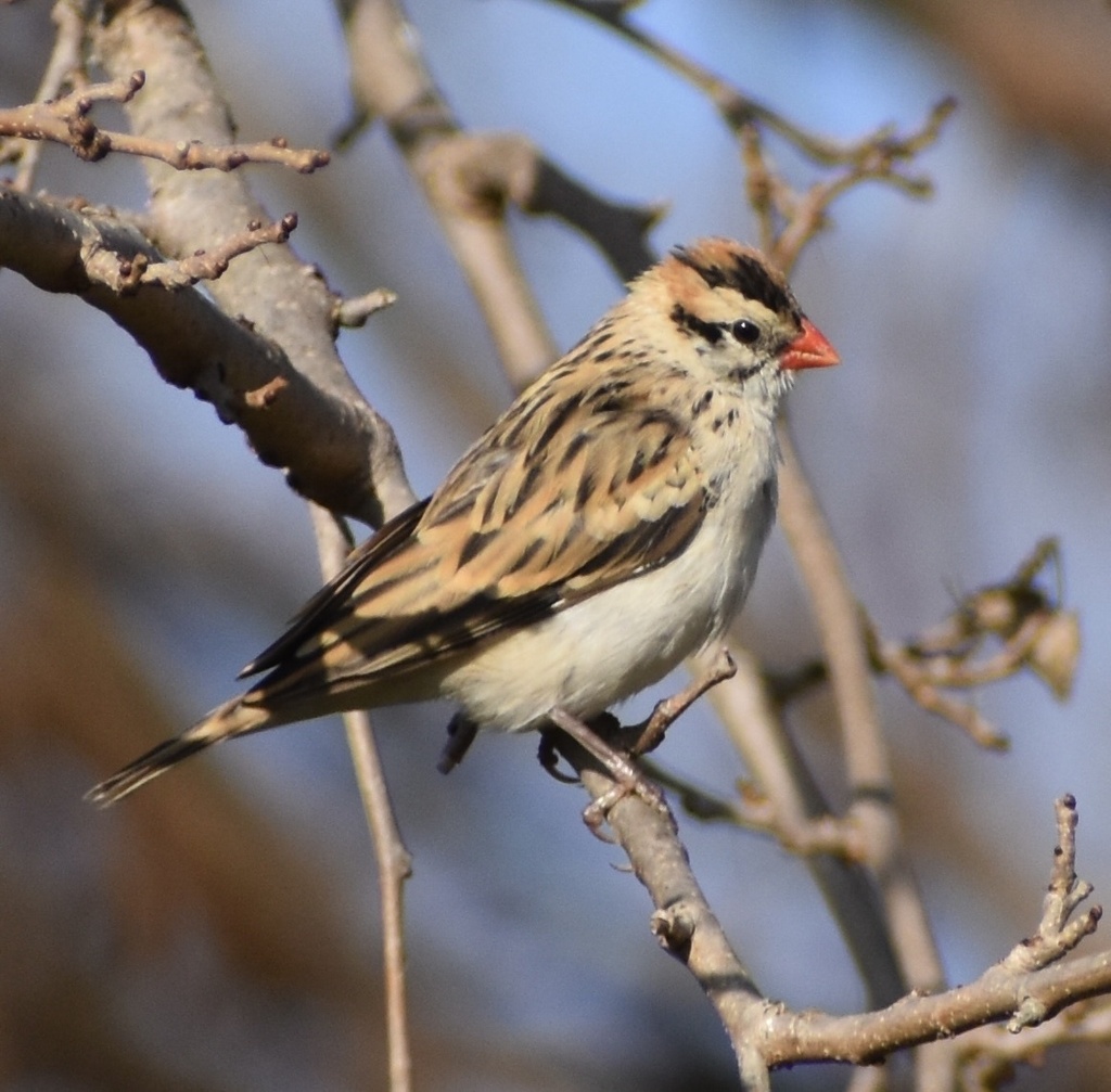 Pin-tailed Whydah from The Arboretum Los Angeles County Arboretum ...