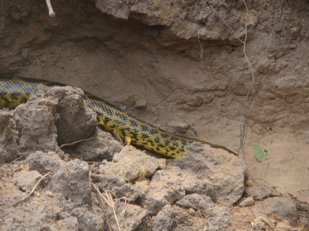 Yellow Anaconda in September 2018 by Stephen Patmore · iNaturalist