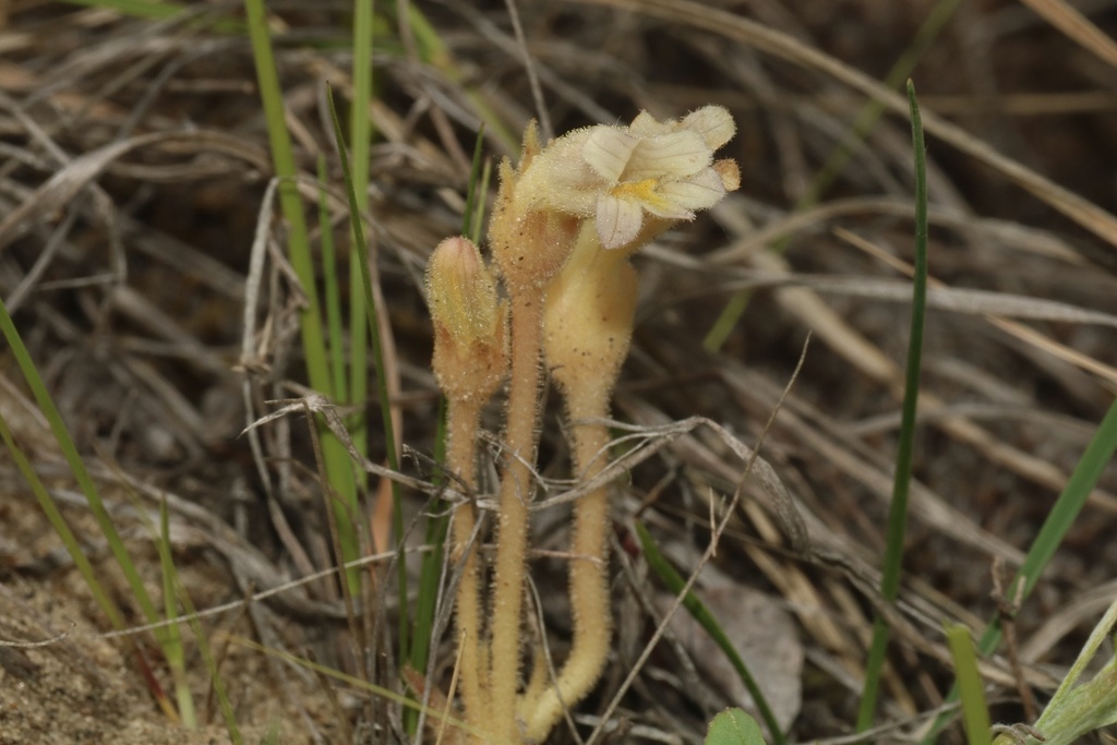 clustered broomrape in July 2024 by Dustin Snider. Host (likely ...