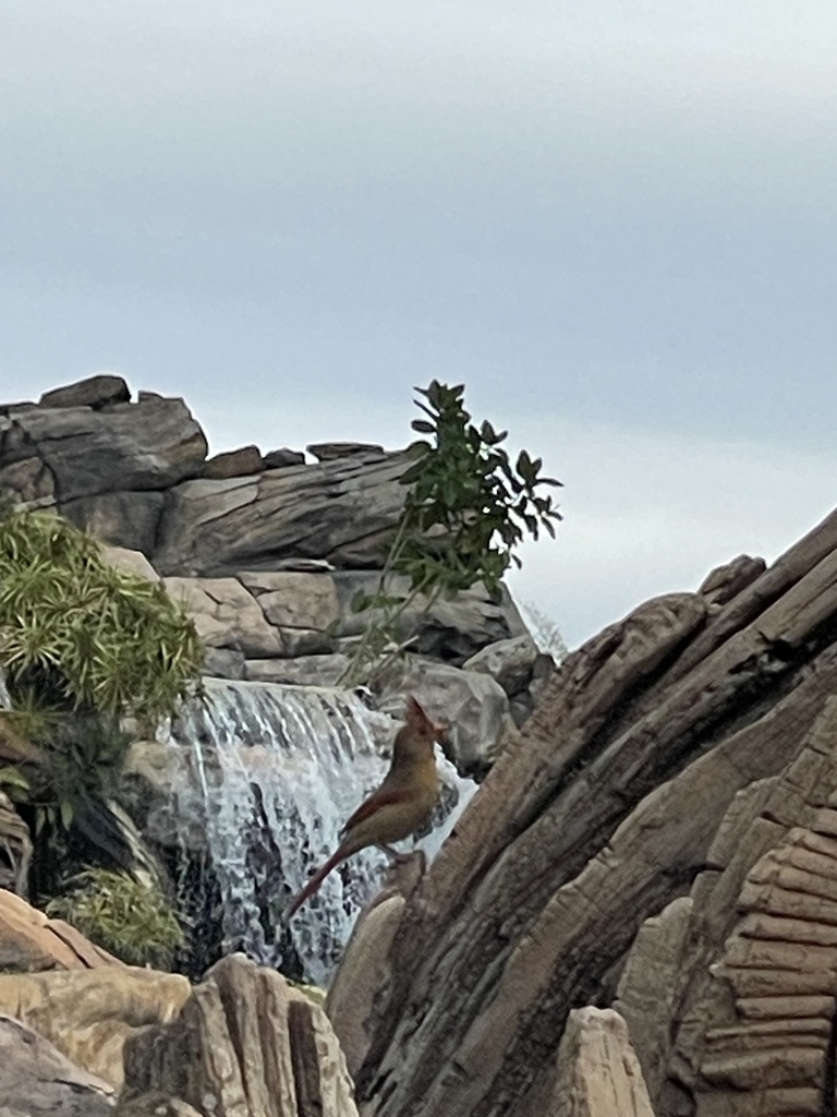 Northern Cardinal from Disney's Animal Kingdom Theme Park, Bay Lake, FL ...