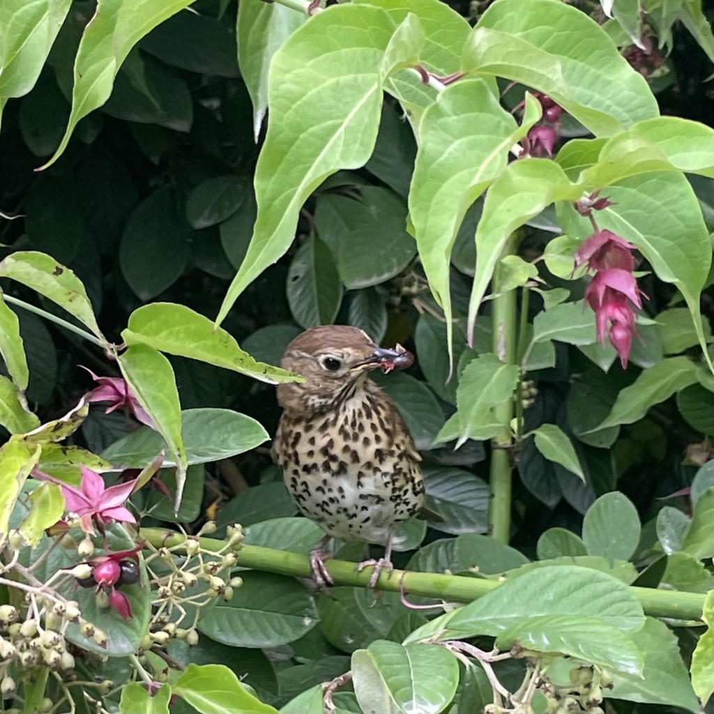 Western European Song Thrush from Aratiatia Rapids Scenic Reserve ...