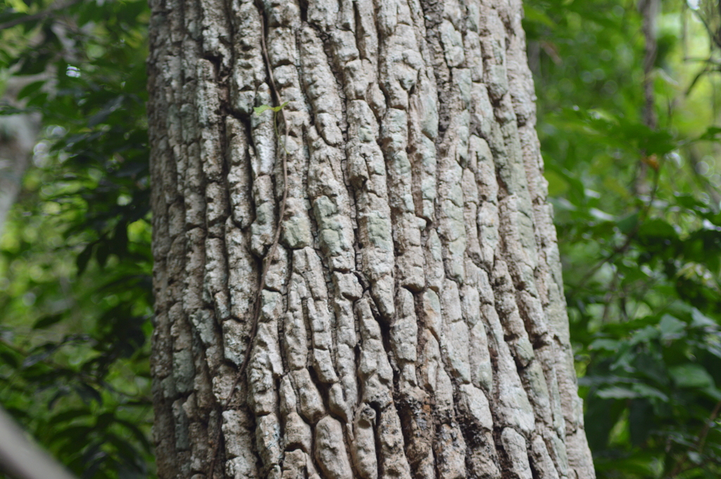 Red peroba in January 2025 by williamrc · iNaturalist