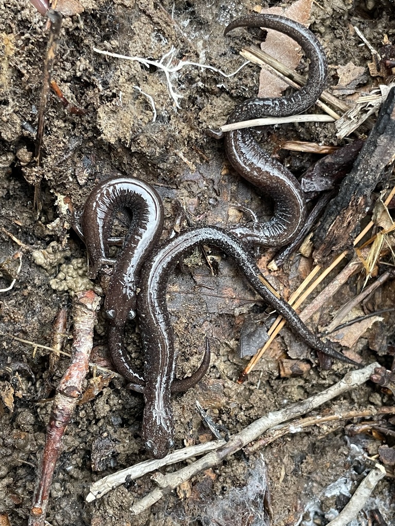 Eastern Red-backed Salamander from NC-751, Durham, NC, US on February 1 ...