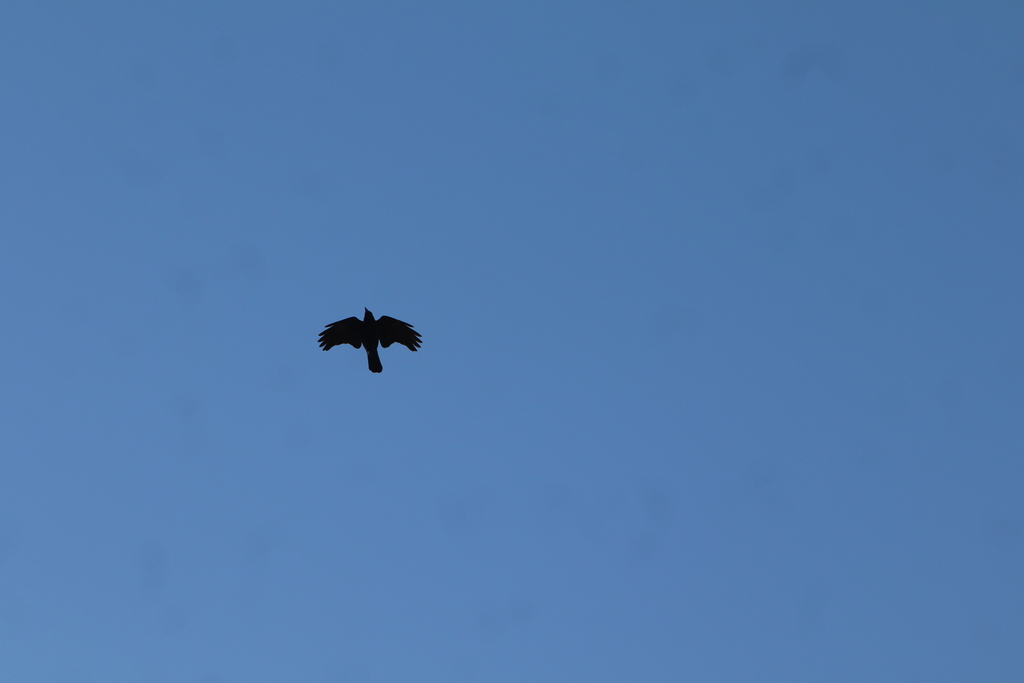 Common Raven from Hatboro, PA 19040, USA on February 1, 2025 at 02:09 ...