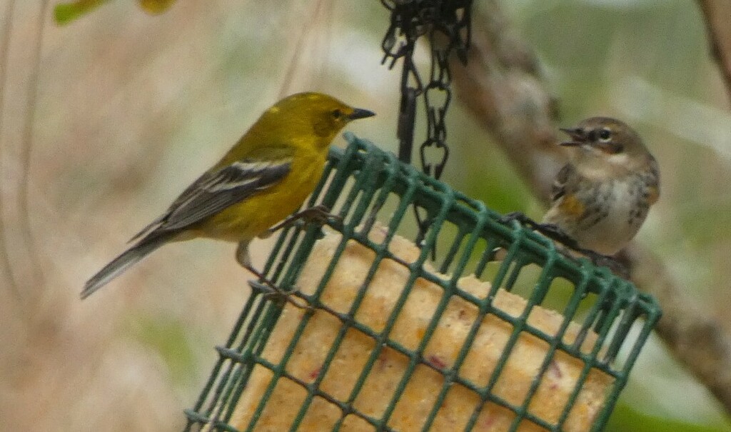 Pine Warbler from Florida, Hernando, Chinsegut Wildlife and ...