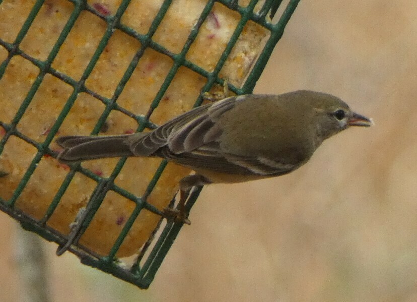 Pine Warbler from Florida, Hernando, Chinsegut Wildlife and ...