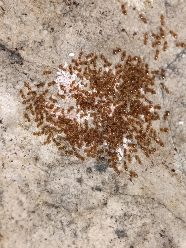 Heliococcus minutus · iNaturalist