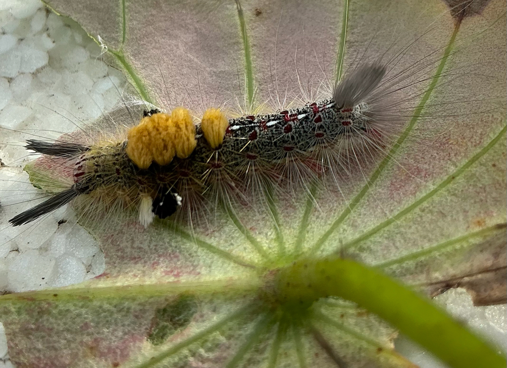 Tussock Moths in January 2025 by jasonlim. This Orgyia antiqua ...