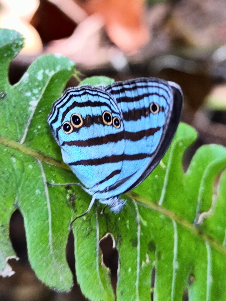 Cepheuptychia cephus from PPWM+V8M, Brasso Seco Village, Trinidad and ...