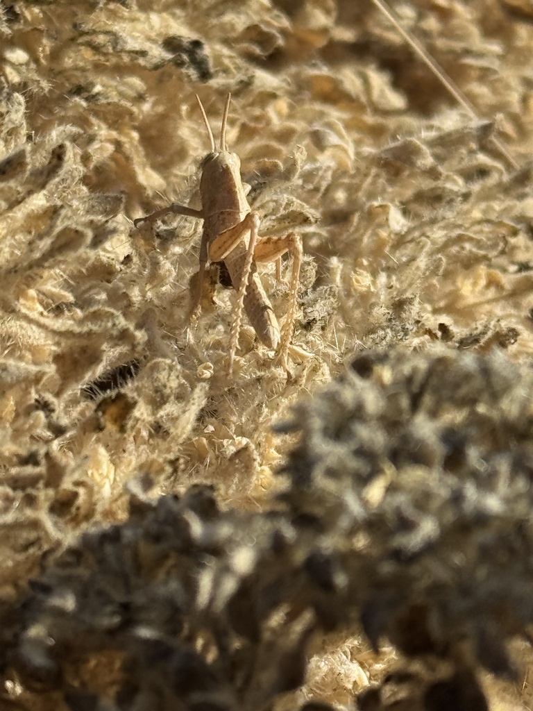 Gray Bird Grasshopper from Motte Rimrock Reserve, Perris, CA, US on ...