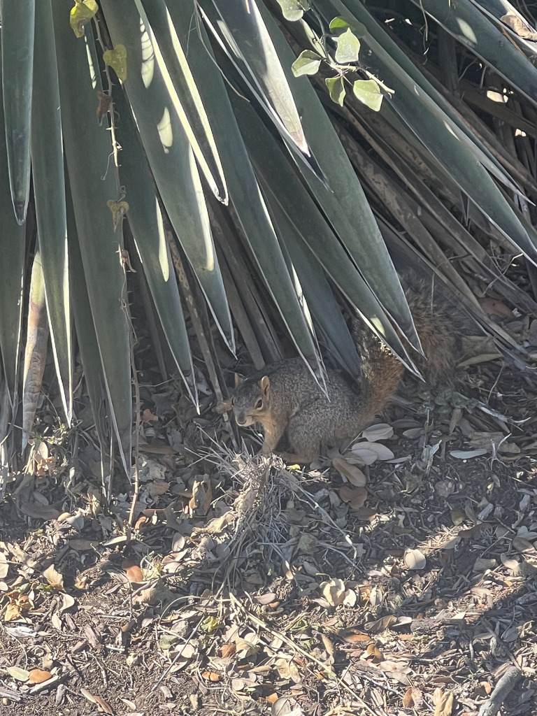 Eastern Fox Squirrel from 1 UTSA Circle, San Antonio, TX 78249, USA on ...