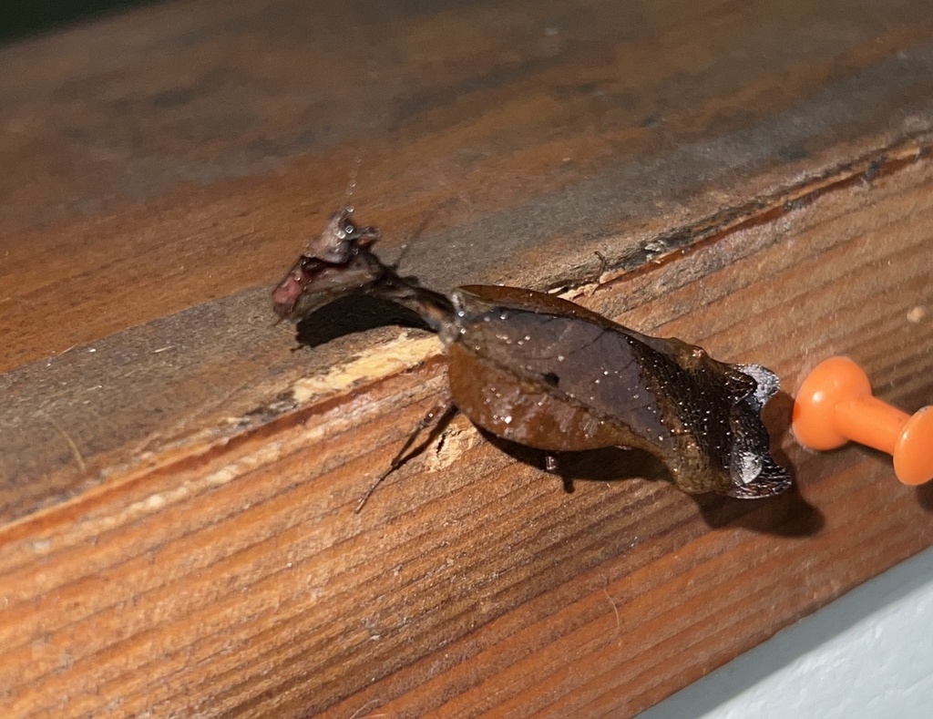 Acanthopidae from Perez Zeledon, San Jose, CR on February 1, 2025 at 08 ...