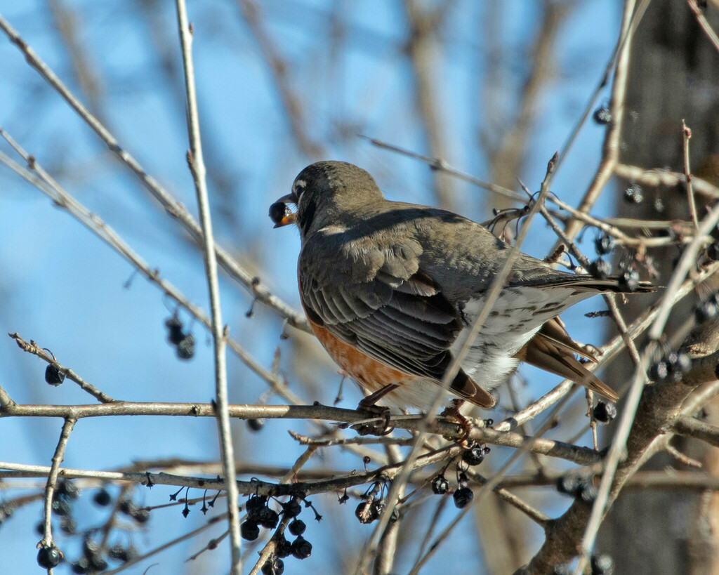 American Robin from Washington County, NY, USA on January 28, 2025 at ...