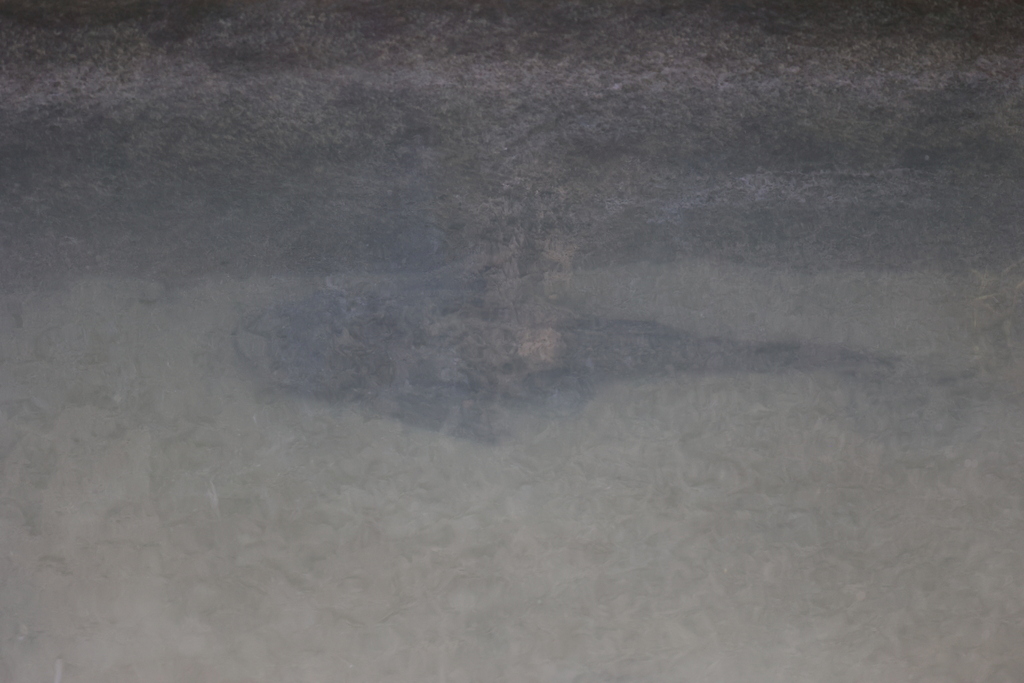 Sailfin Catfishes from 302台灣新竹縣竹北市 on February 1, 2025 at 11:29 AM by ...