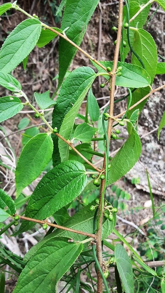Nettle Tree from Ganbenang NSW 2790, Australia on January 31, 2025 at ...