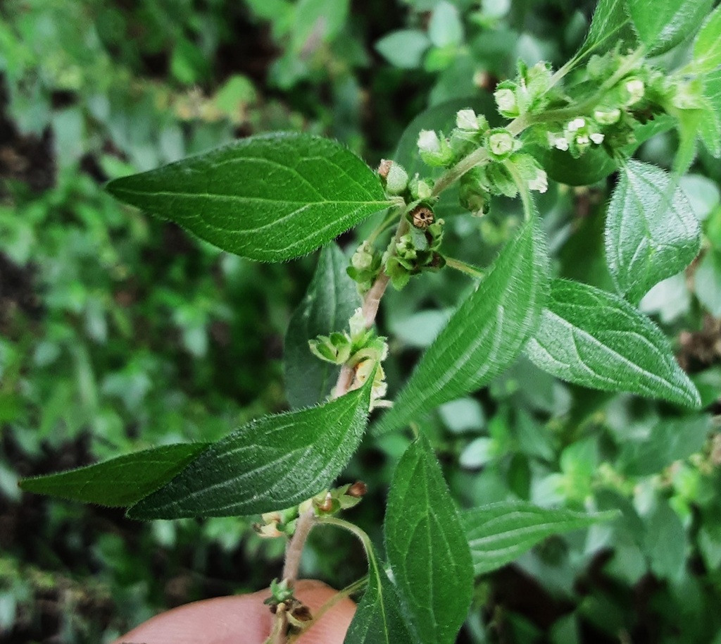 pellitory-of-the-wall from Ganbenang NSW 2790, Australia on January 31 ...