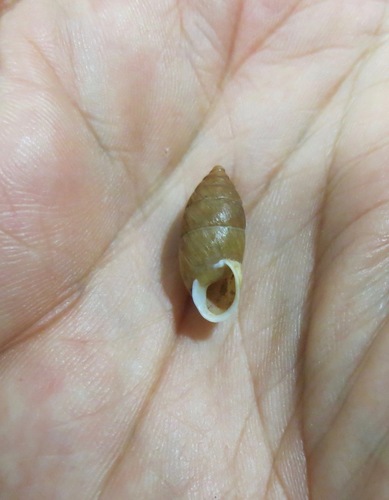 Paramastus episomus · iNaturalist