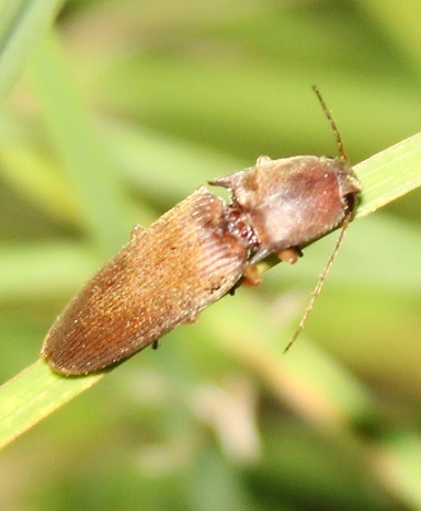 Pasture Wireworm from Smiths Lake NSW 2428, Australia on February 1 ...