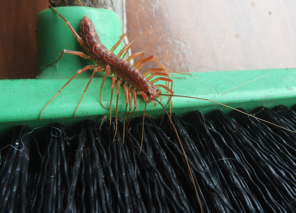 Long-legged Centipede from Strathdickie QLD 4800, Australia on January ...