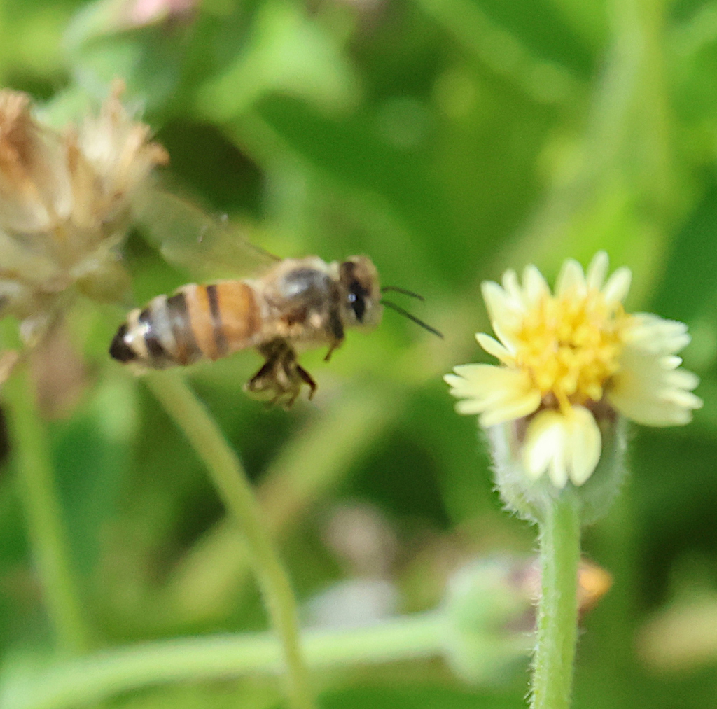 Western Honey Bee from Rumah Baru, West Island Shire of Cocos 6799 ...
