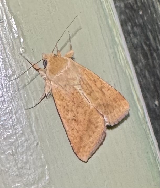 Cotton Bollworm Moth from Egmont National Park, Egmont National Park ...
