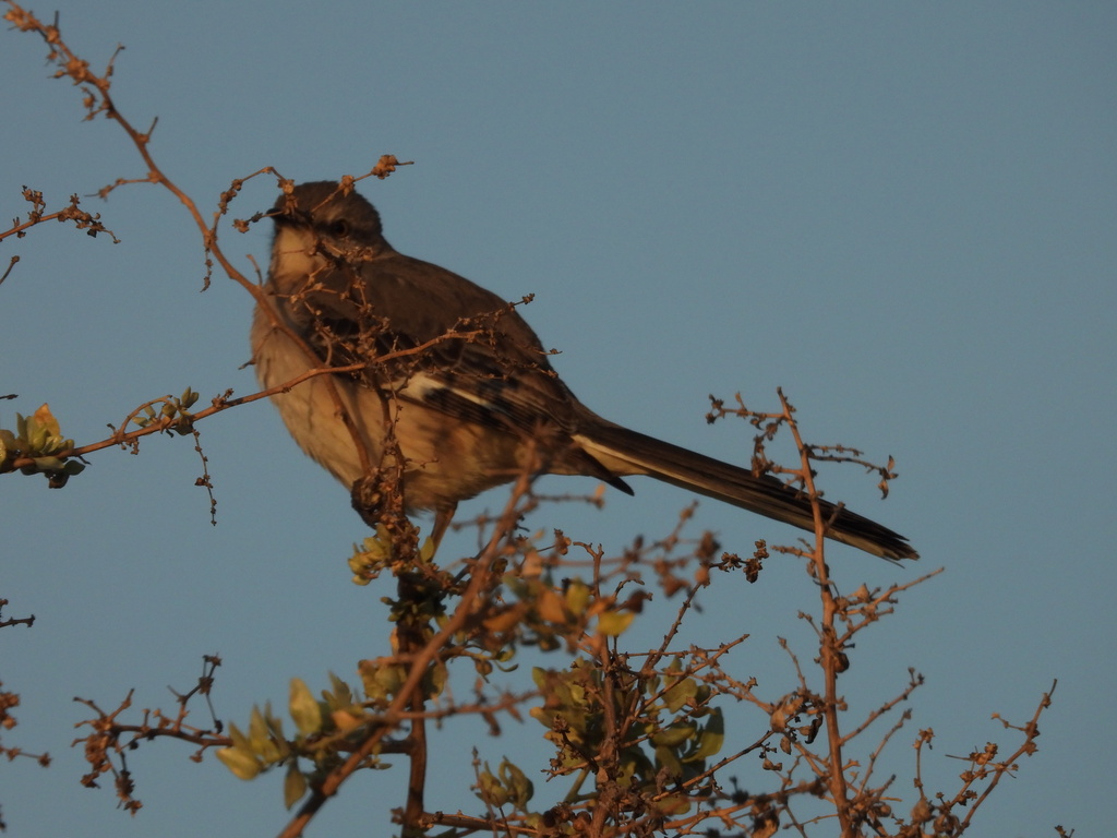 Northern Mockingbird from Kendall-Frost Mission Bay Marsh Reserve; San ...