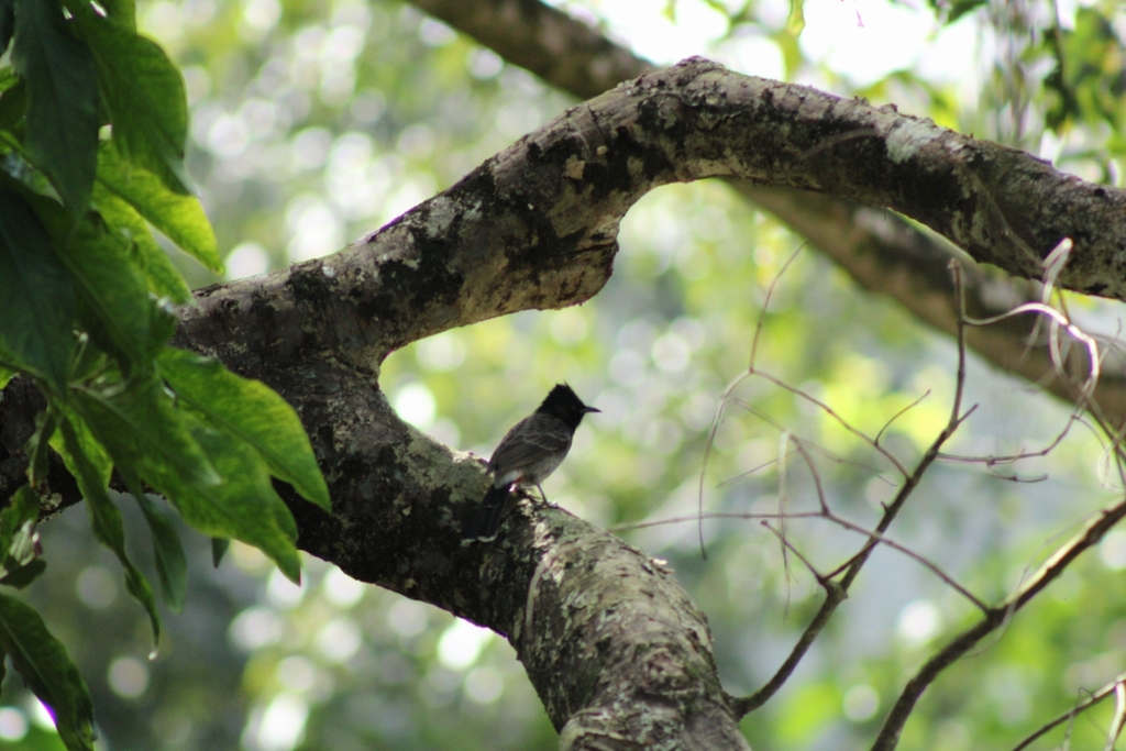 Red-vented Bulbul from Ahuimanu, HI 96744, USA on February 1, 2025 at ...