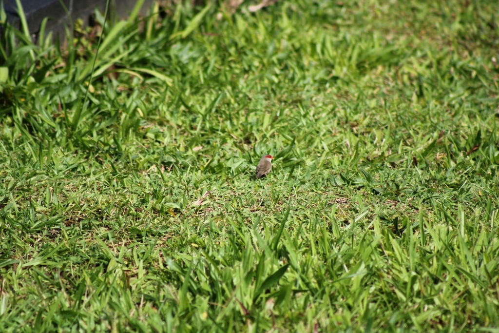 Common Waxbill from Ahuimanu, HI 96744, USA on February 1, 2025 at 12: ...