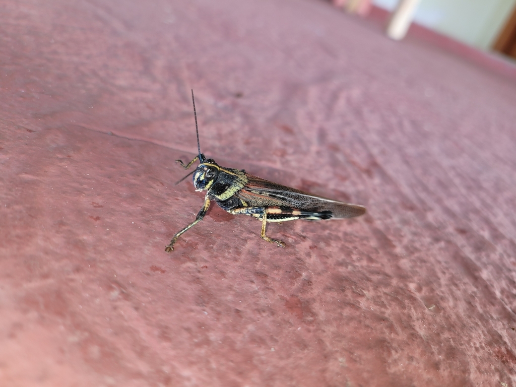 Large Painted Locust from 7M4J+JVJ, Puerto Ayora, Ecuador on February 1 ...