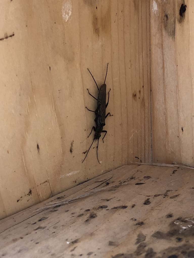 California Giant Stonefly from Teton County, WY, USA on April 23, 2021 ...