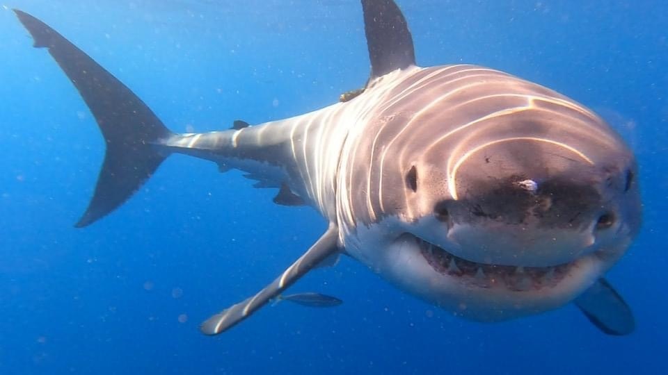 Great White Shark from Isla Guadalupe, Ensenada, B.C., MX on October 01 ...