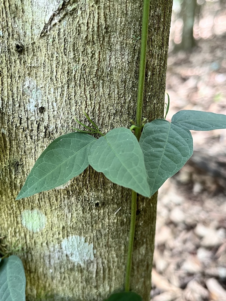 Catclaw vine from Bakers Creek, NSW, AU on January 26, 2025 at 11:56 AM ...