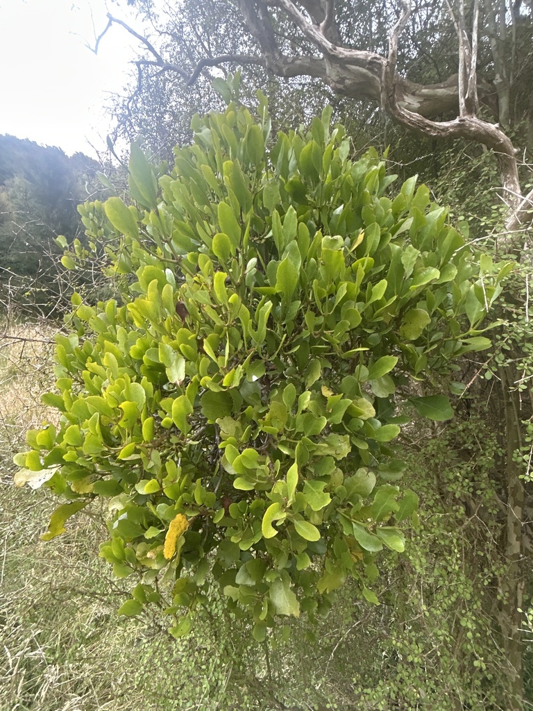 Green mistletoe from South Island / Te Waipounamu, Christchurch ...