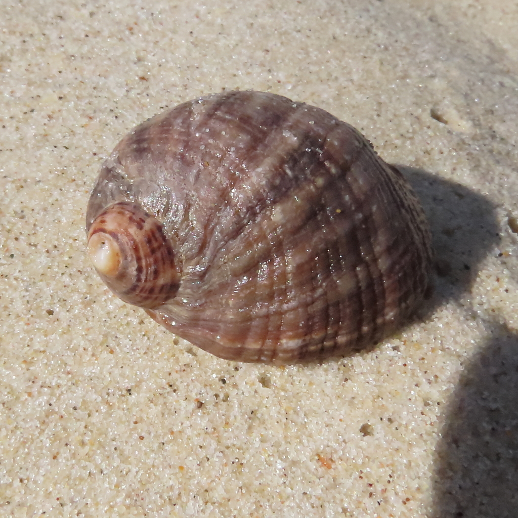 Cart-Rut Shell from Cabarita Beach NSW 2488, Australia on January 31 ...