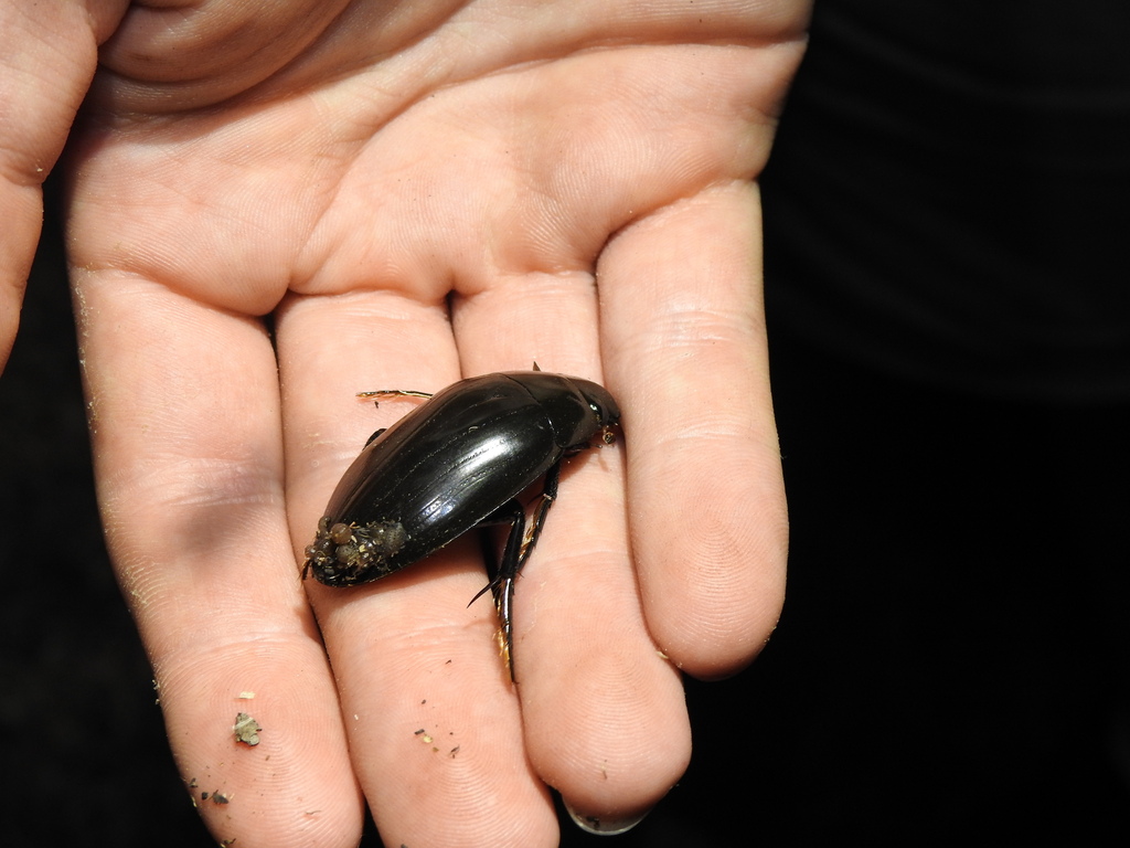 Hydrophilus from Yalukit Willam Nature Reserve, New Street, Brighton ...