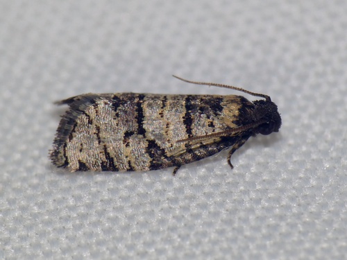 Sciaphila symphonica · iNaturalist United Kingdom