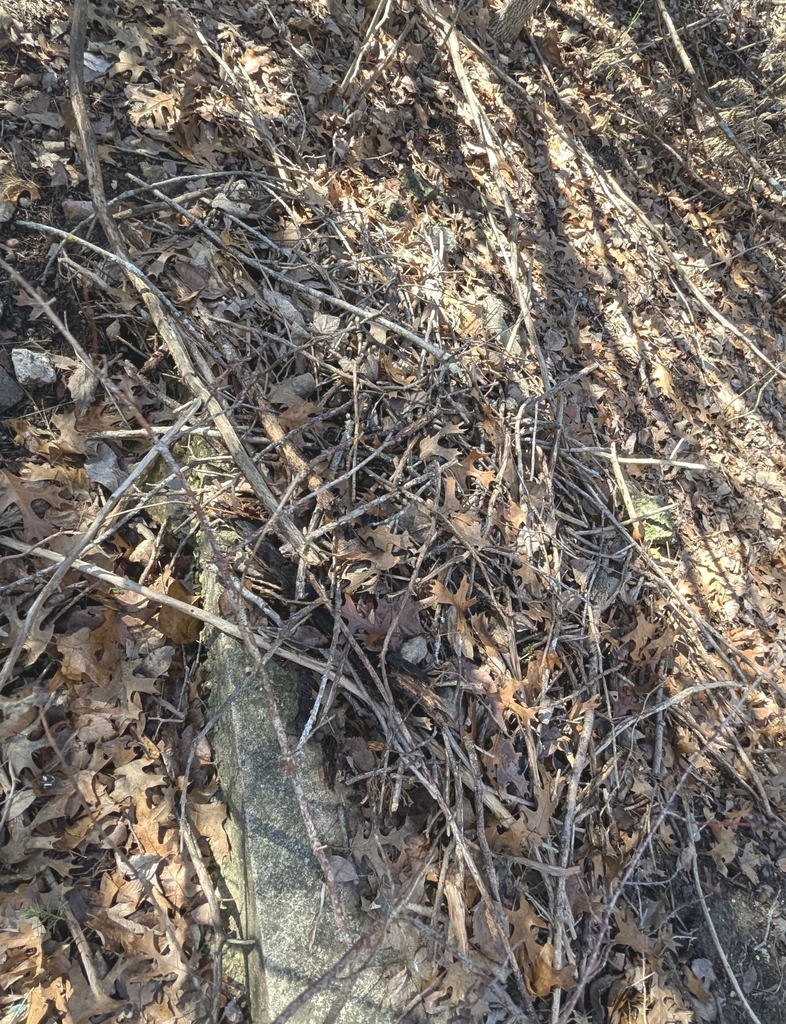 Pack Rats from Plano, TX 75074, USA on January 31, 2025 at 12:01 PM by ...