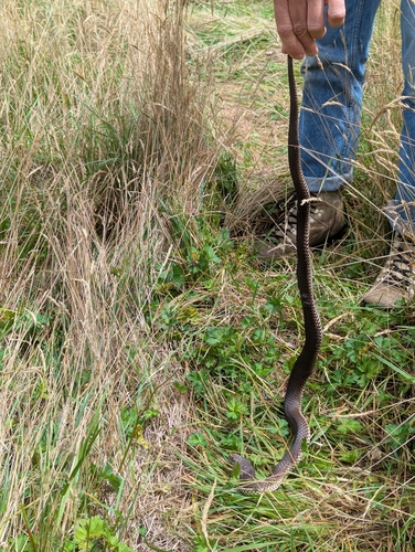 Highlands Copperhead (Austrelaps ramsayi) - Snakes and Lizards